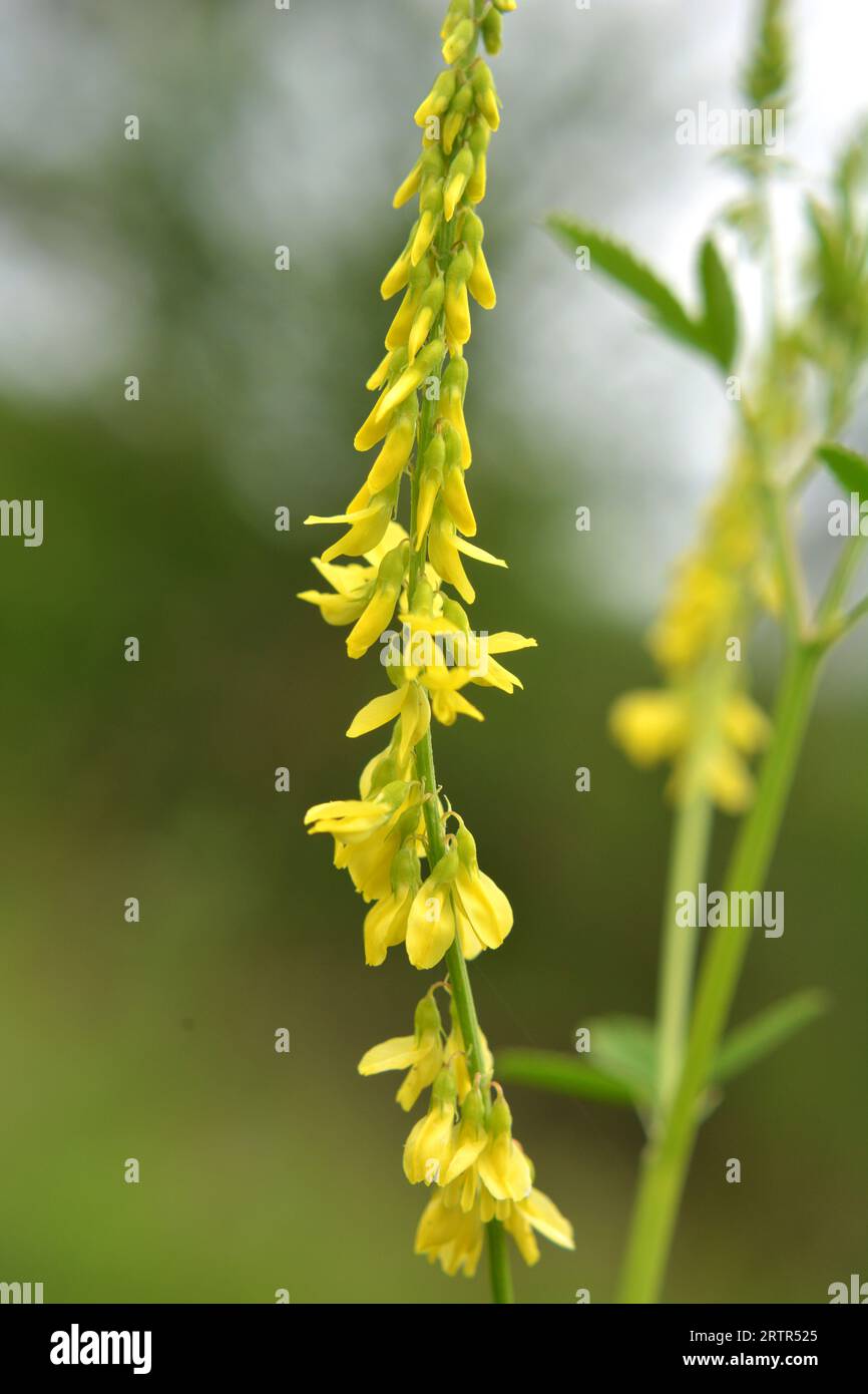 Melilotus officinalis hi-res stock photography and images - Alamy