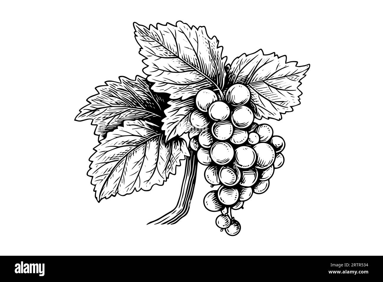 Hand drawn ink sketch of grape on the branch. Engraving style vector ...