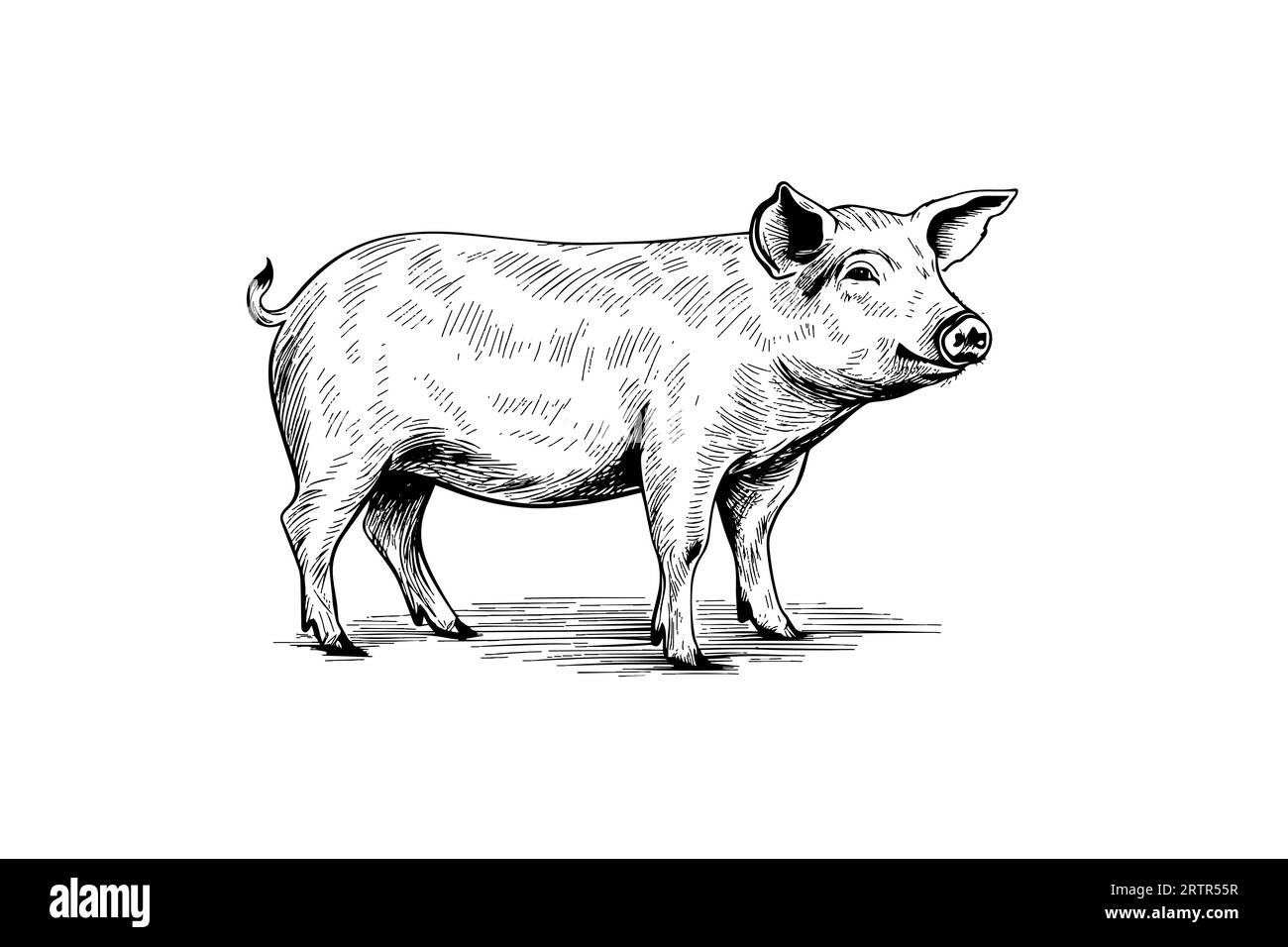 Vector illustration of pig in engraving style, hand drawing sketch ...