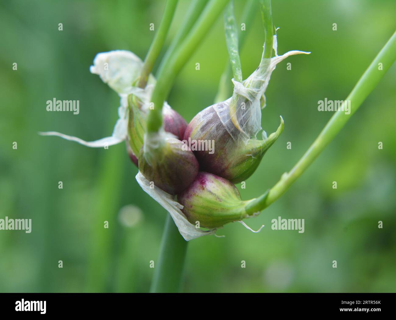 In the garden grows multi-tiered onion with air bulbs Stock Photo - Alamy