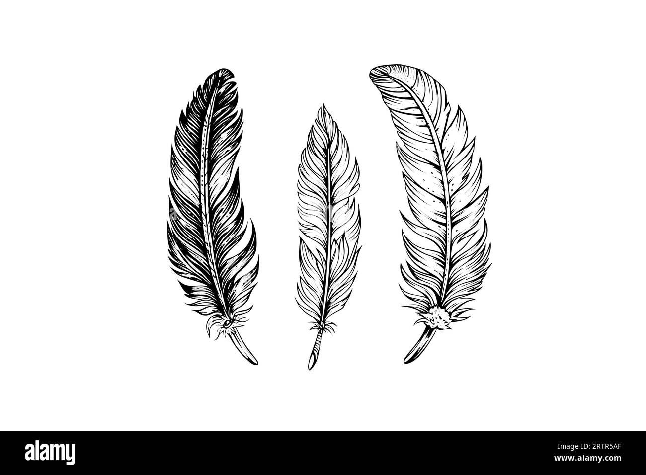 A vintage feather quill etching style sketch. Vector engraving style ...