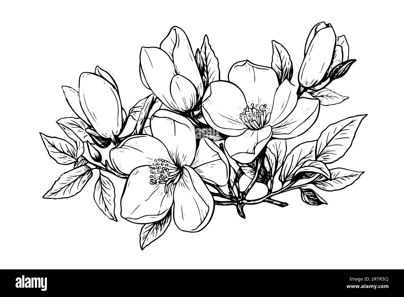 Hand drawn magnolia flower ink sketch. Engraving style vector ...