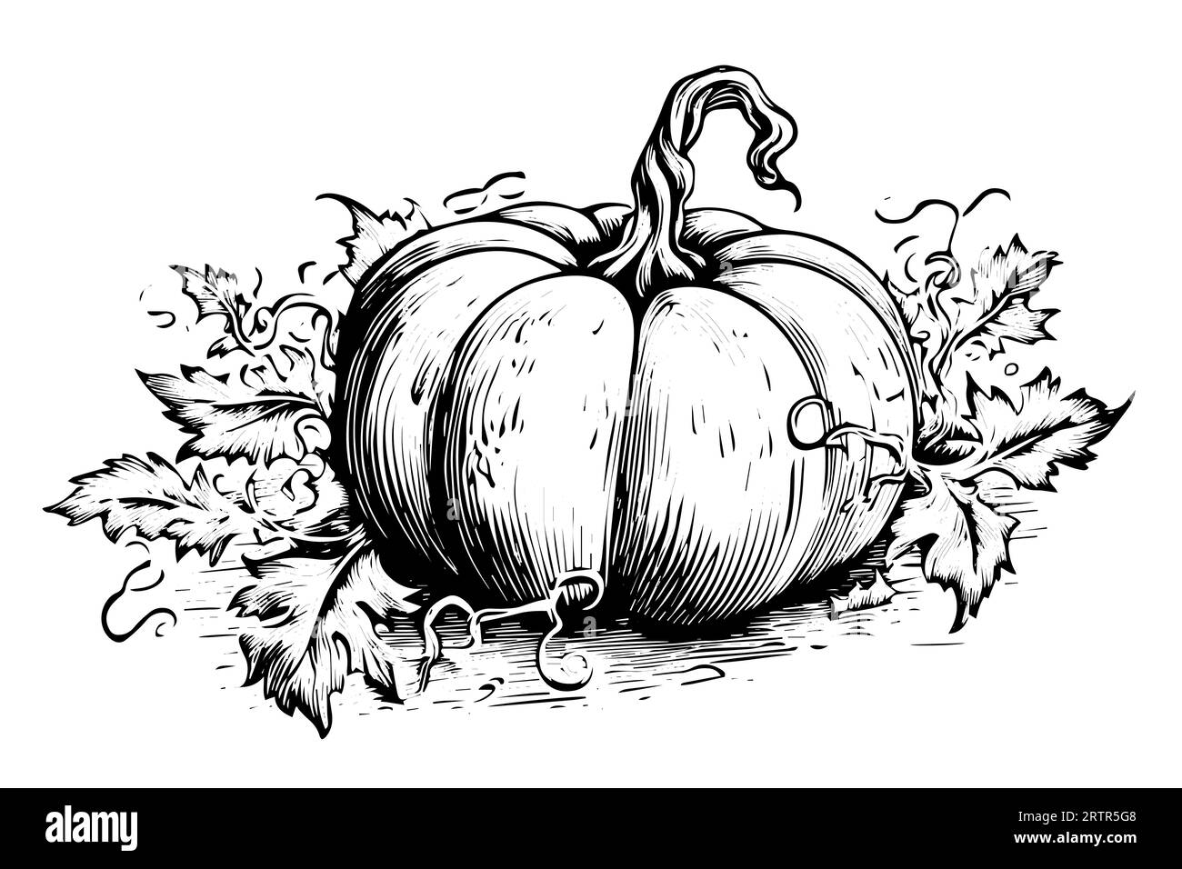 Ink sketch of pumpkin isolated on white background. Hand drawn vector ...