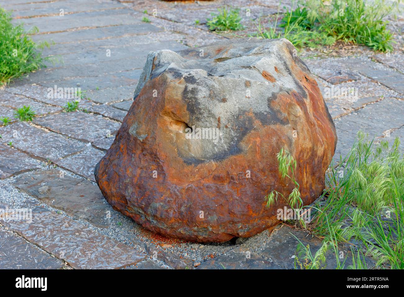 A Gilboa Dam fossilized Wattieza tree stump rests on top of Brachiopod ...