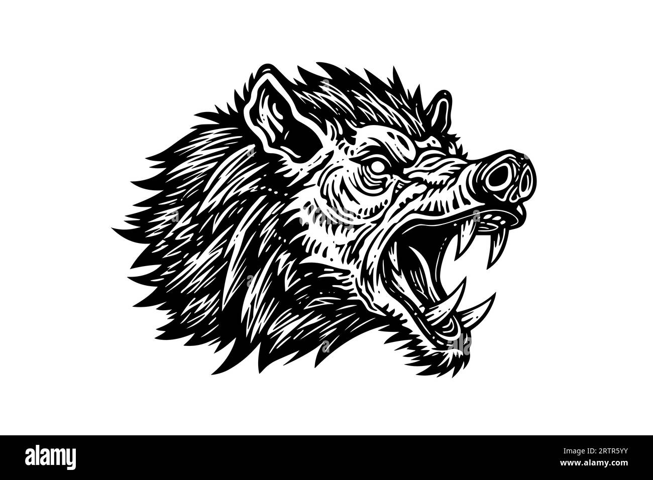 Boar or wild pig head drawing ink sketch, vintage engraved style vector ...