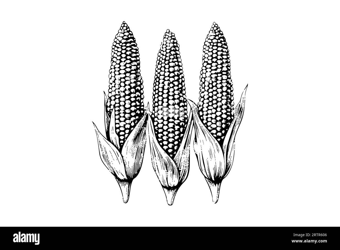 Set of corn hand drawing sketch vintage engraving vector illustration ...