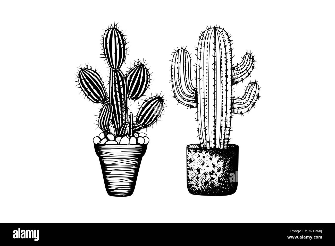 Set Of Cactuses Hand Drawn Ink Sketch Engraving Style Vector