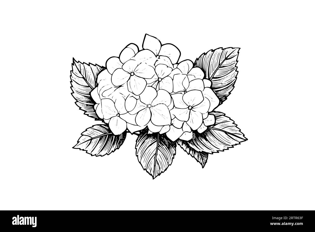 Hand drawn ink sketch hydrangea flowers. Vector illustration in ...