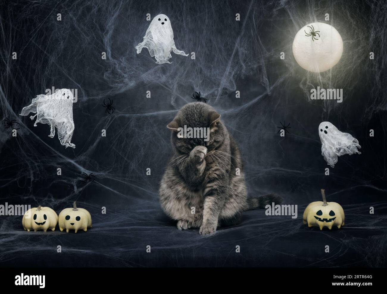 Scared cat on a Halloween background with the moon, pumpkins, cobwebs ...