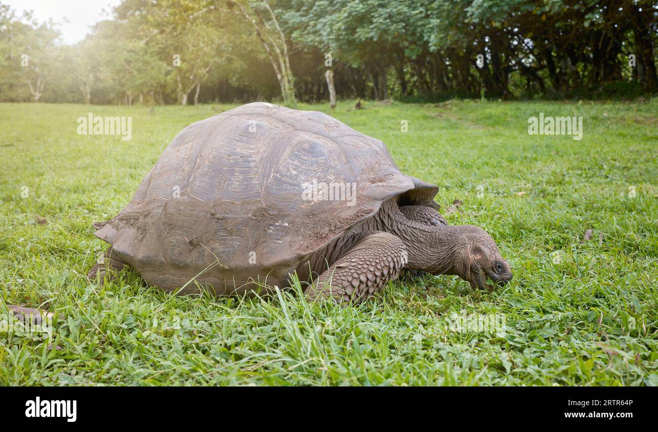 Galapagos giant tortoise eating grass, selective focus, Galapagos ...