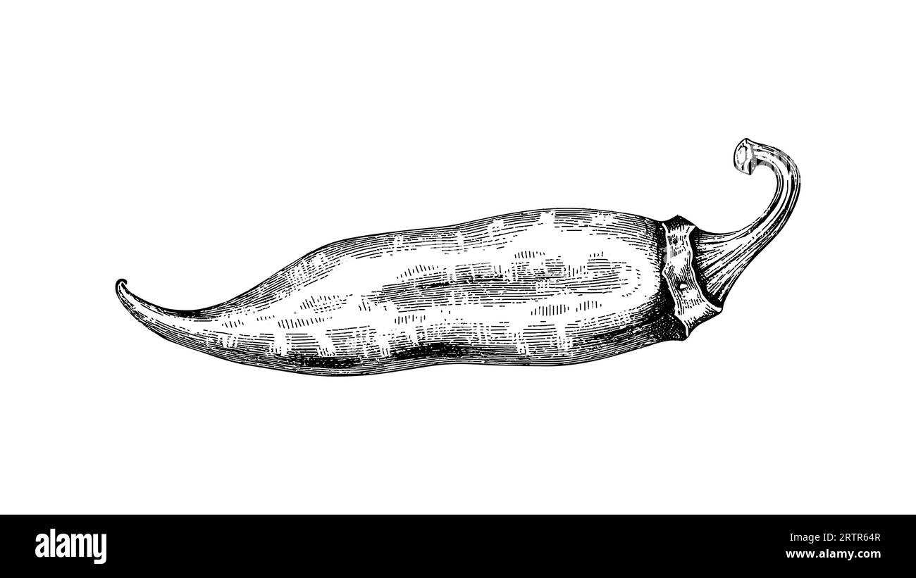 Hand drawn engraving style pepper chilli illustration. Vintage hatching ...