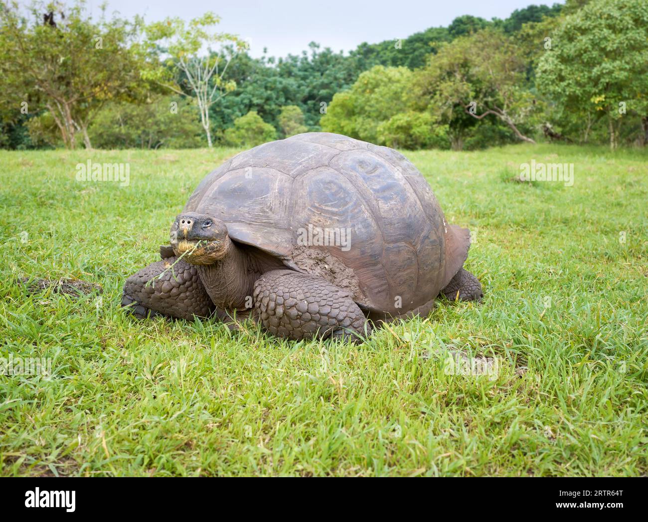 Galapagos giant tortoise eating grass, selective focus, Galapagos ...