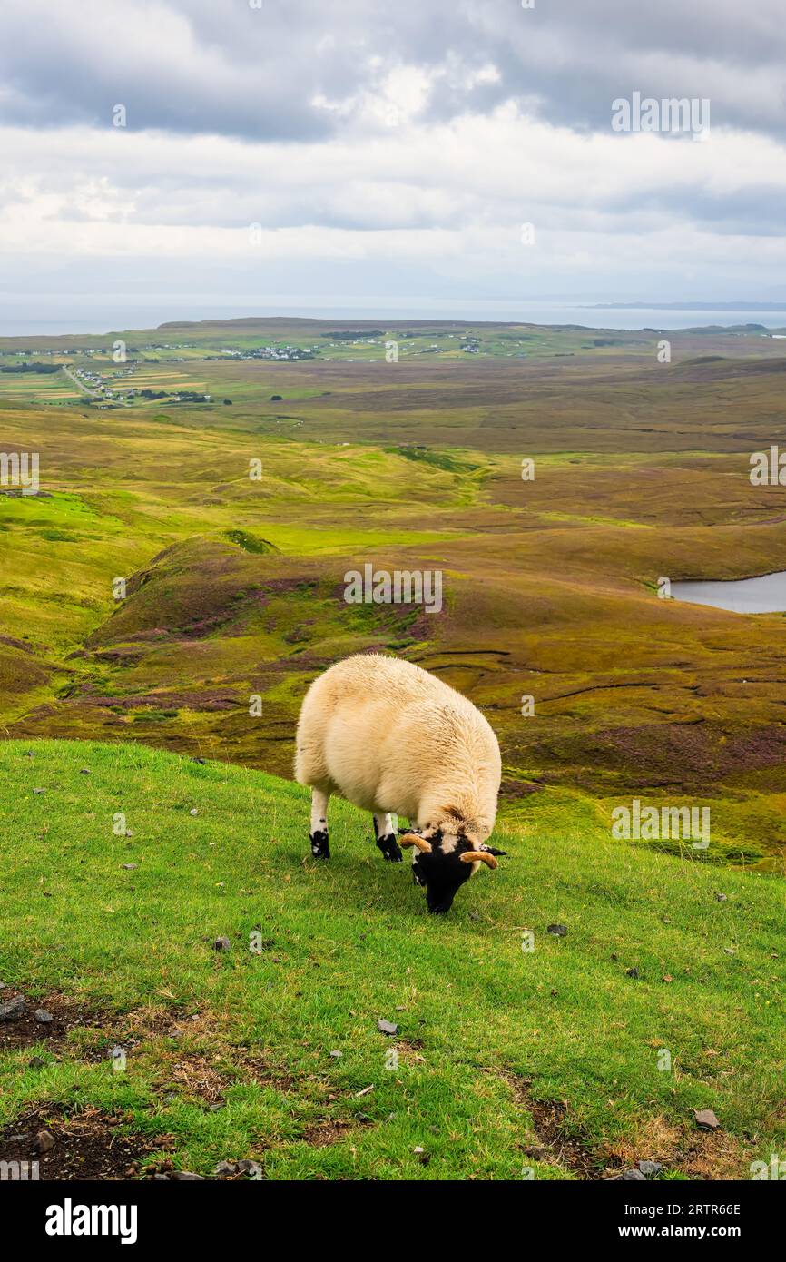 Sheep of typical breed of Scotland, grazing quietly in the green ...