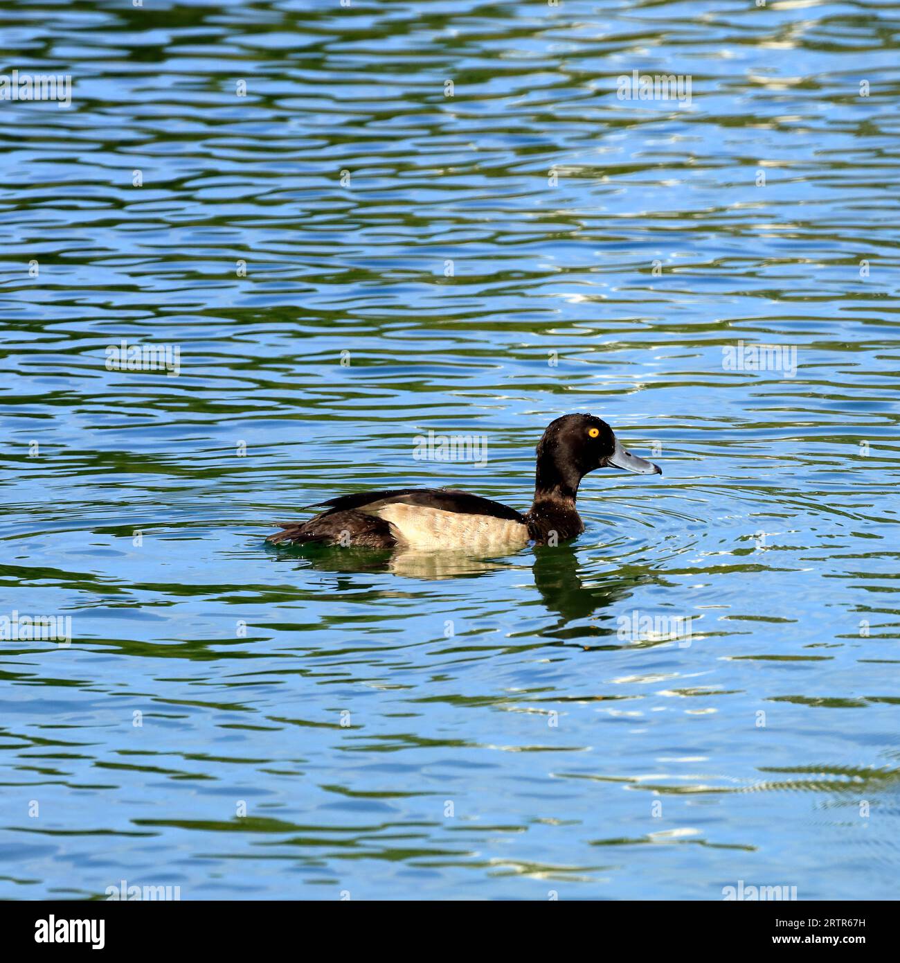 Adult male tufted duck, (Tufted Duck - Aythya fuligula), South Wales ...