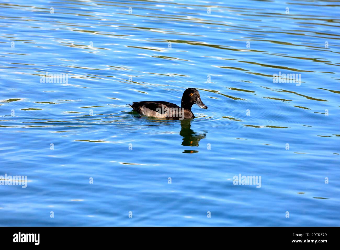 Adult male tufted duck, (Tufted Duck - Aythya fuligula), South Wales ...