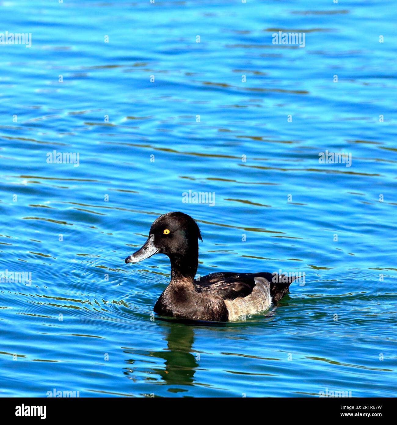 Adult male tufted duck, (Tufted Duck - Aythya fuligula), South Wales ...