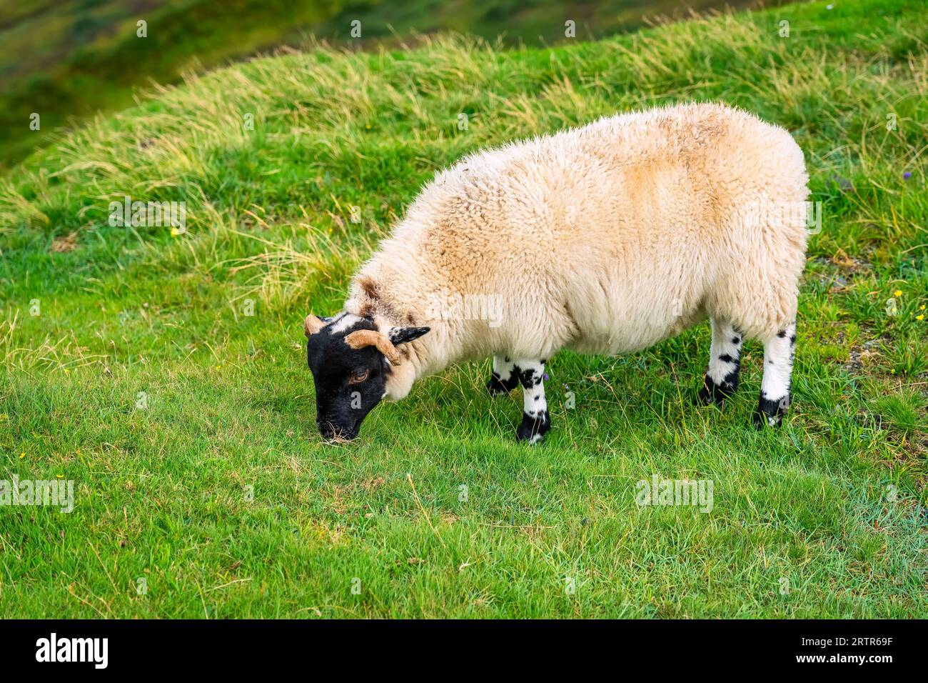 Typical sheep breed of the Isle of Skye with black head and legs in the ...