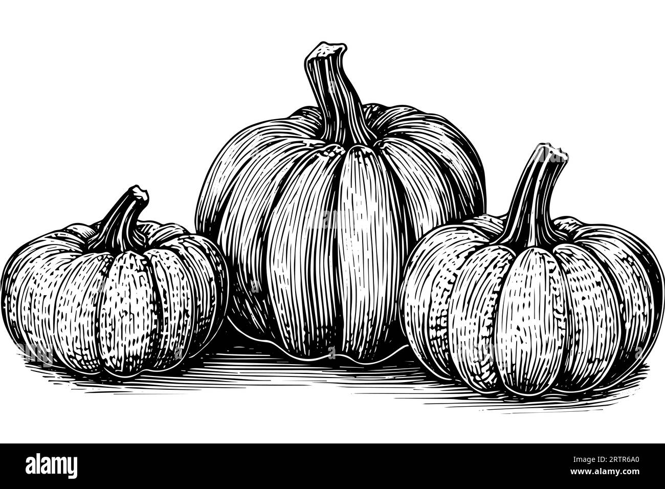 Ink sketch of pumpkin isolated on white background. Hand drawn vector ...