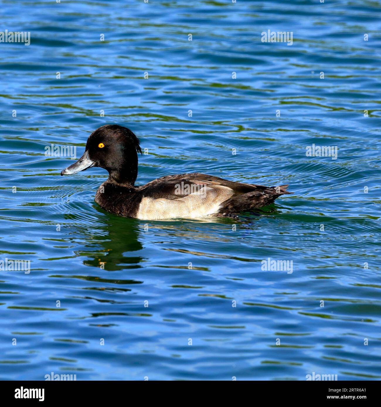 Adult male tufted duck, (Tufted Duck - Aythya fuligula), South Wales ...
