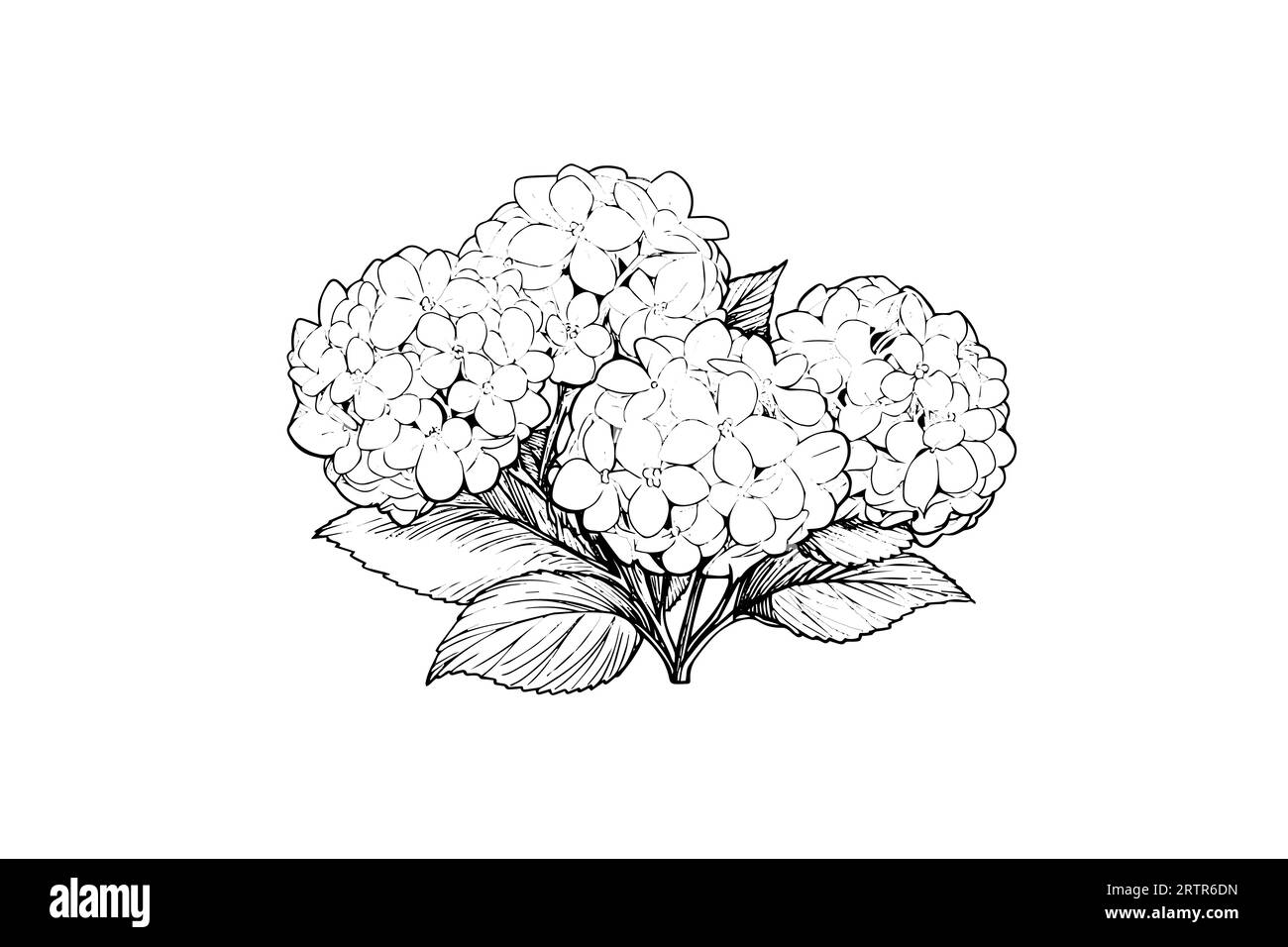 Hand drawn ink sketch hydrangea flowers. Vector illustration in ...