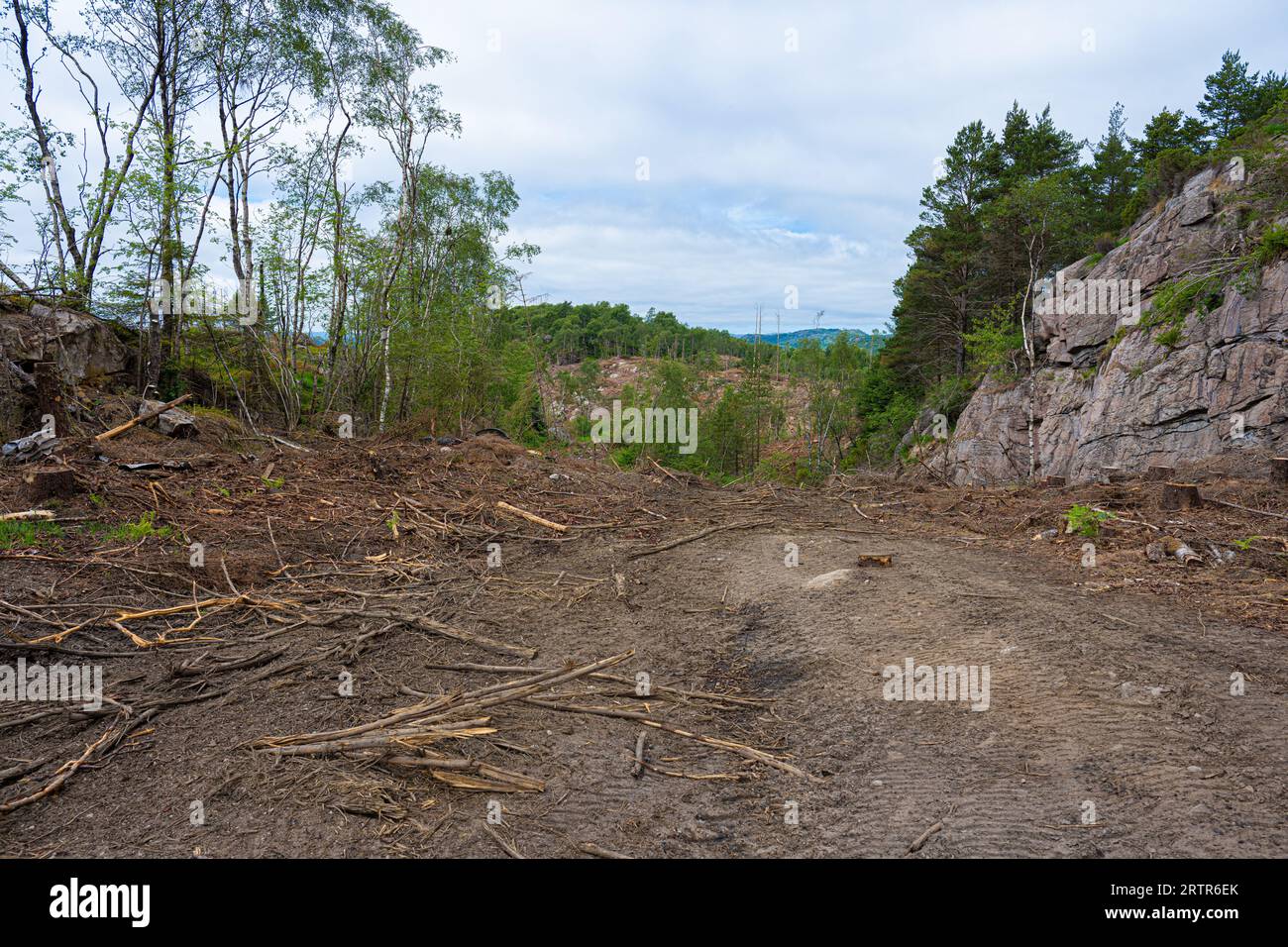 Clearing in a forest after timber har been cut Stock Photo - Alamy