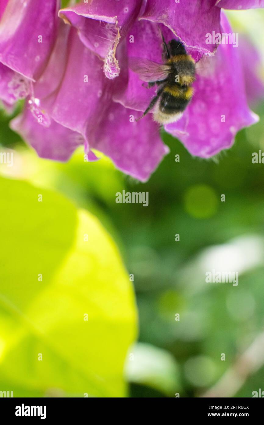 Bumblebee entering a Foxglove Digitalis purpurea Stock Photo - Alamy
