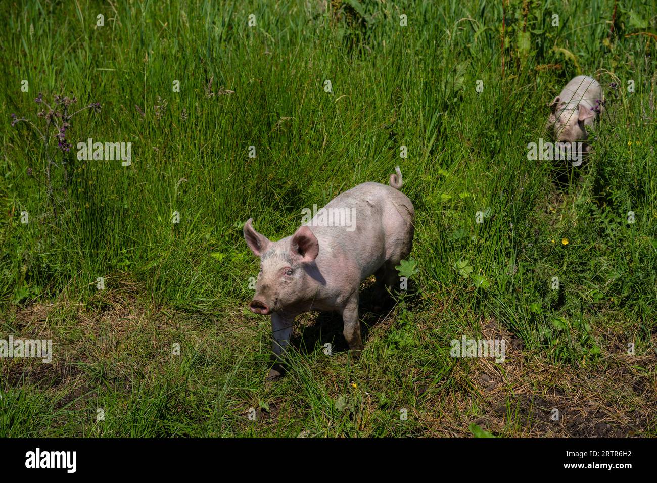 Pink pigs running through tall grass Stock Photo - Alamy