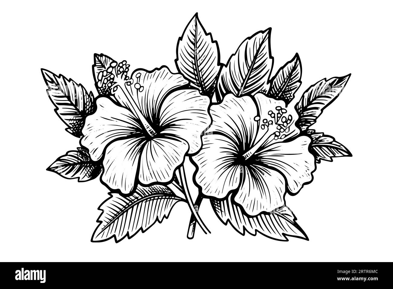Hibiscus flowers in a vintage woodcut engraved etching style. Vector ...