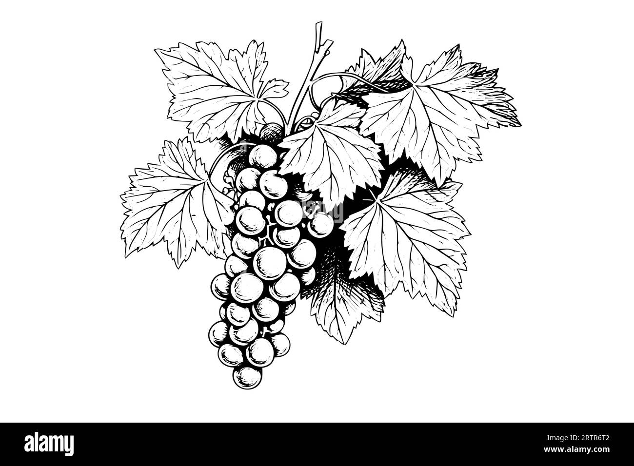 Hand drawn ink sketch of grape on the branch. Engraving style vector ...