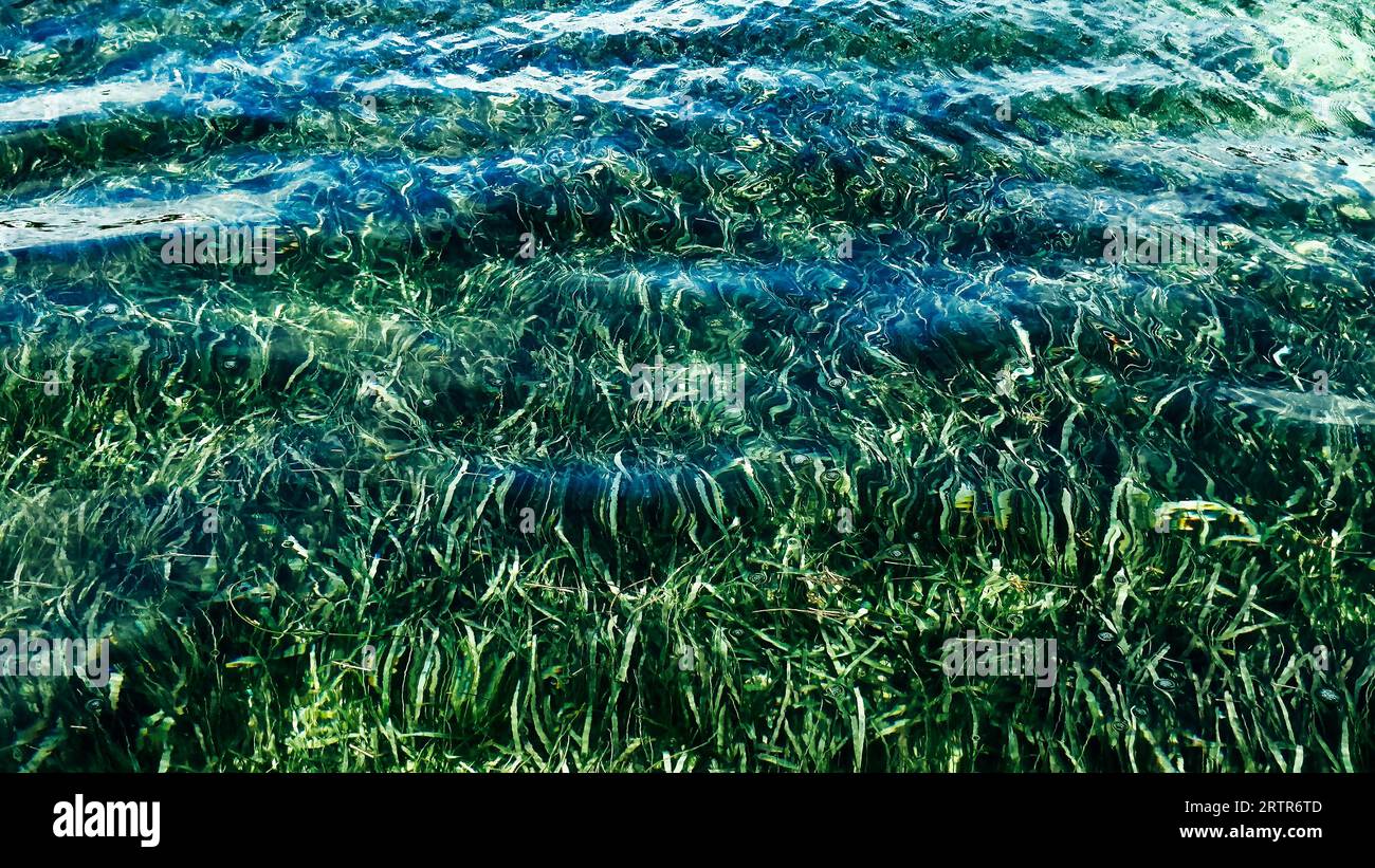 Algae farm hi-res stock photography and images - Alamy