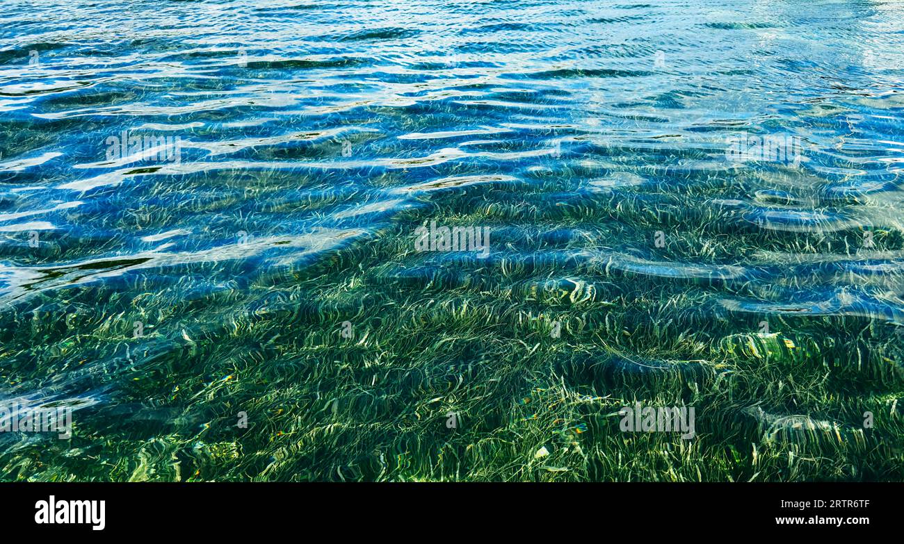 Abstract sea background. Algae farm Stock Photo - Alamy