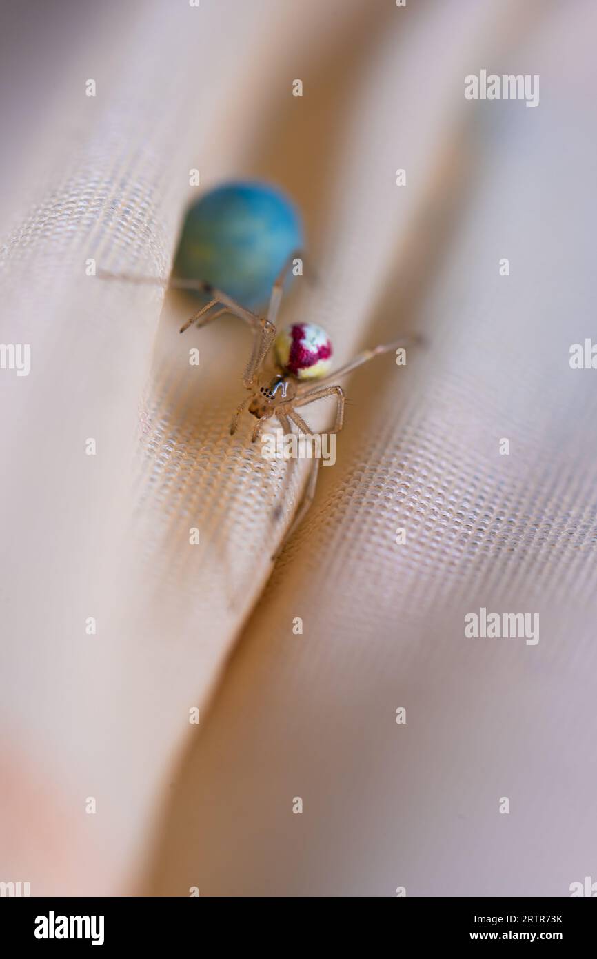 Red and white Common candy-striped spider Enoplognatha ovata watching ...