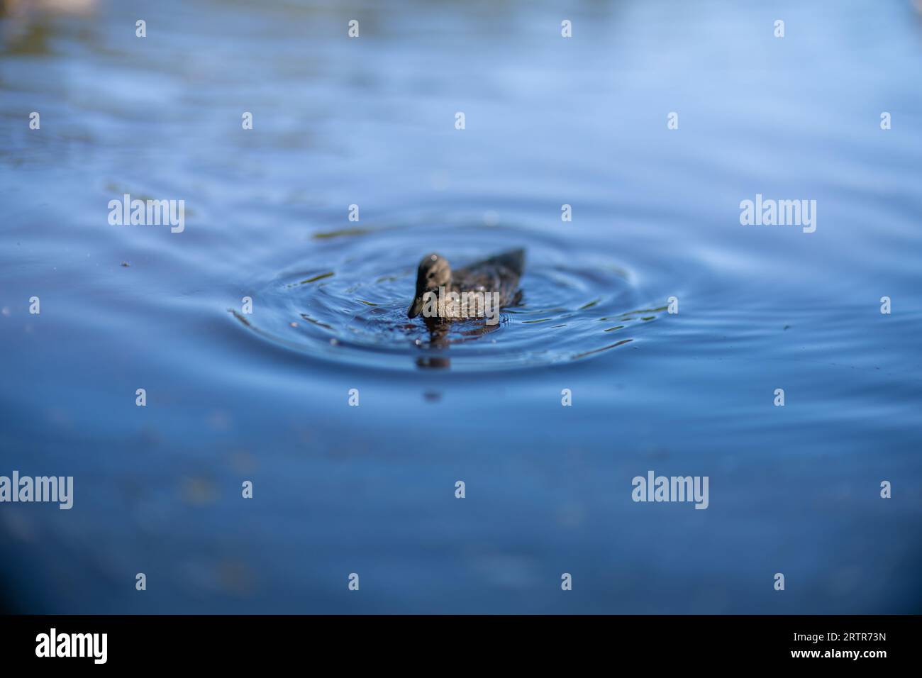 shallow depth of field photo of ducks in a pond Stock Photo - Alamy