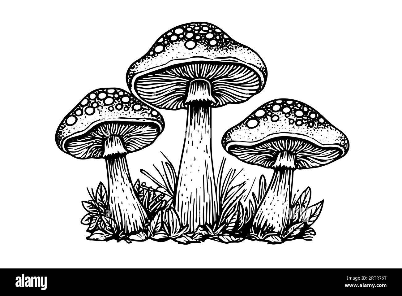Fly agaric or amanita mushrooms group growing in grass engraving style ...