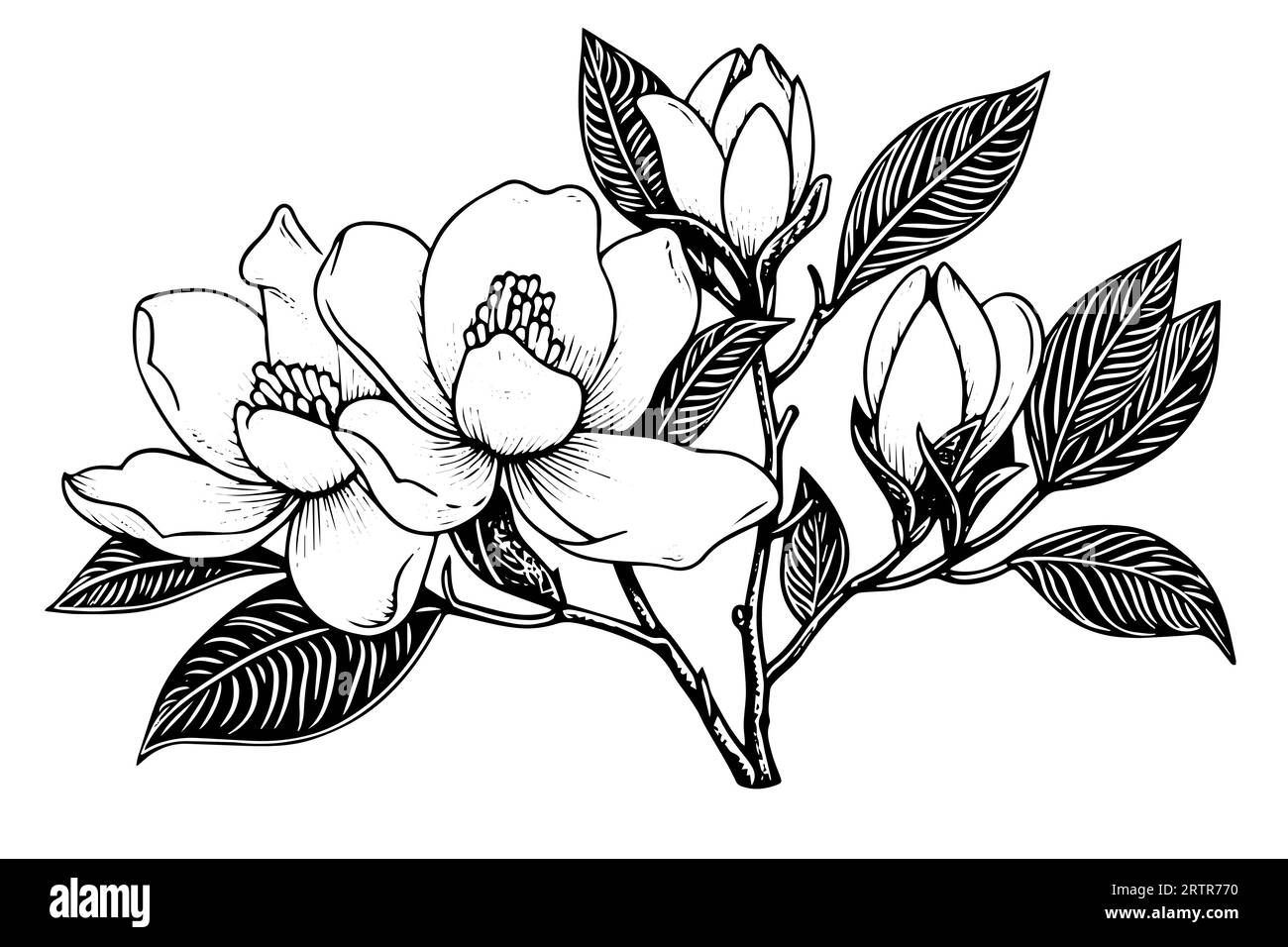 Hand drawn magnolia flower ink sketch. Engraving style vector ...