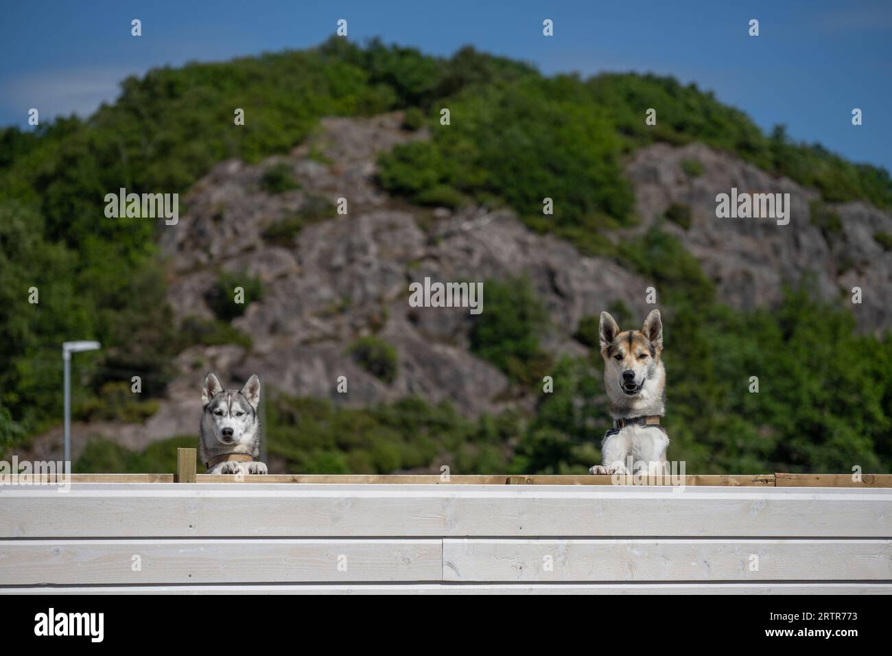 Two dogs look up hi-res stock photography and images - Alamy