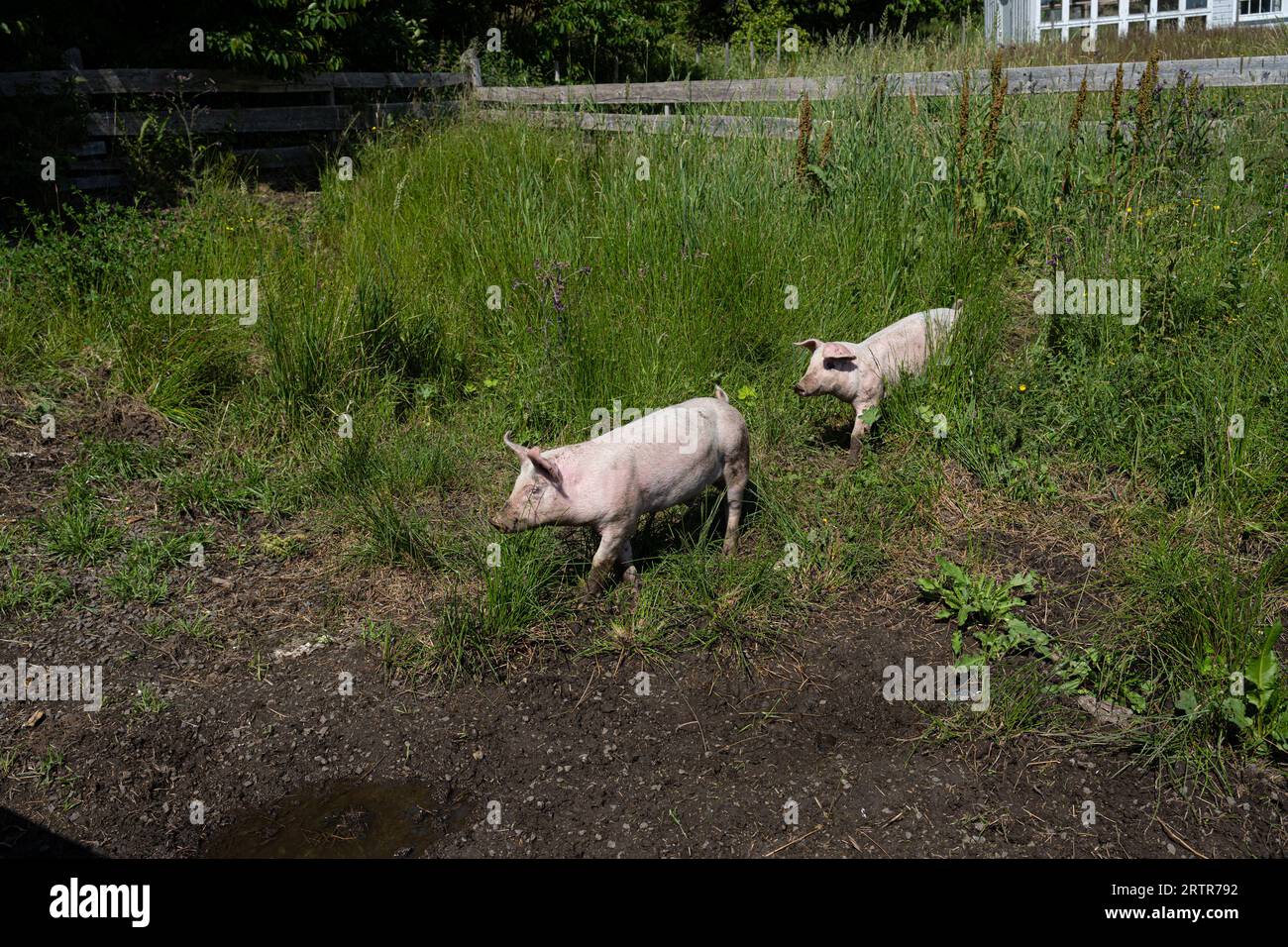 Pink pigs running through tall grass Stock Photo - Alamy