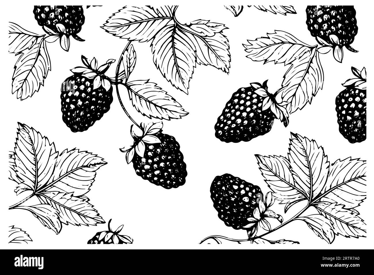 Blackberry or Raspberry seamless pattern. Vector hand drawing. Isolated berry branch sketch ...