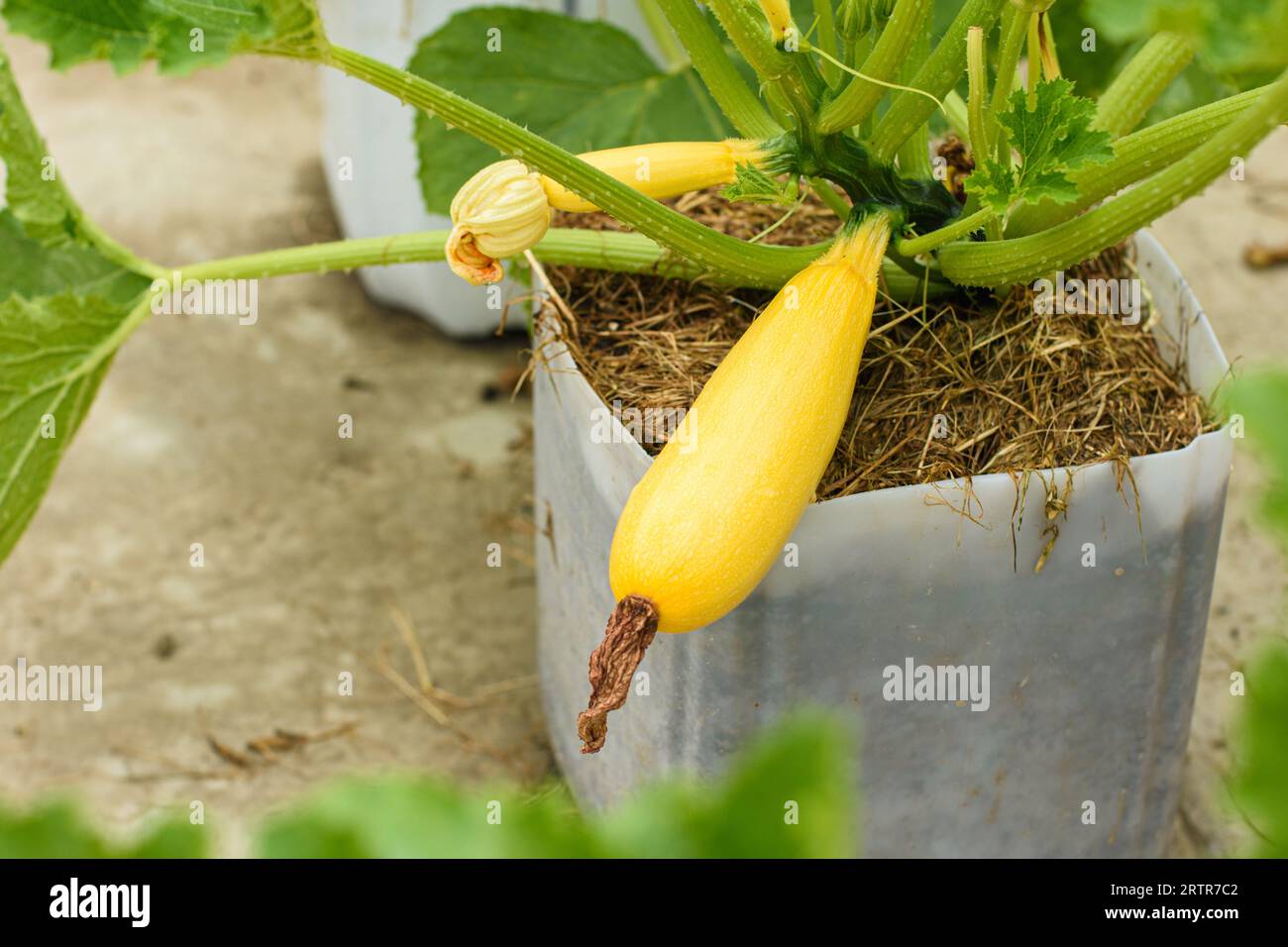 Yellow squash grown in a plastic pot Stock Photo - Alamy