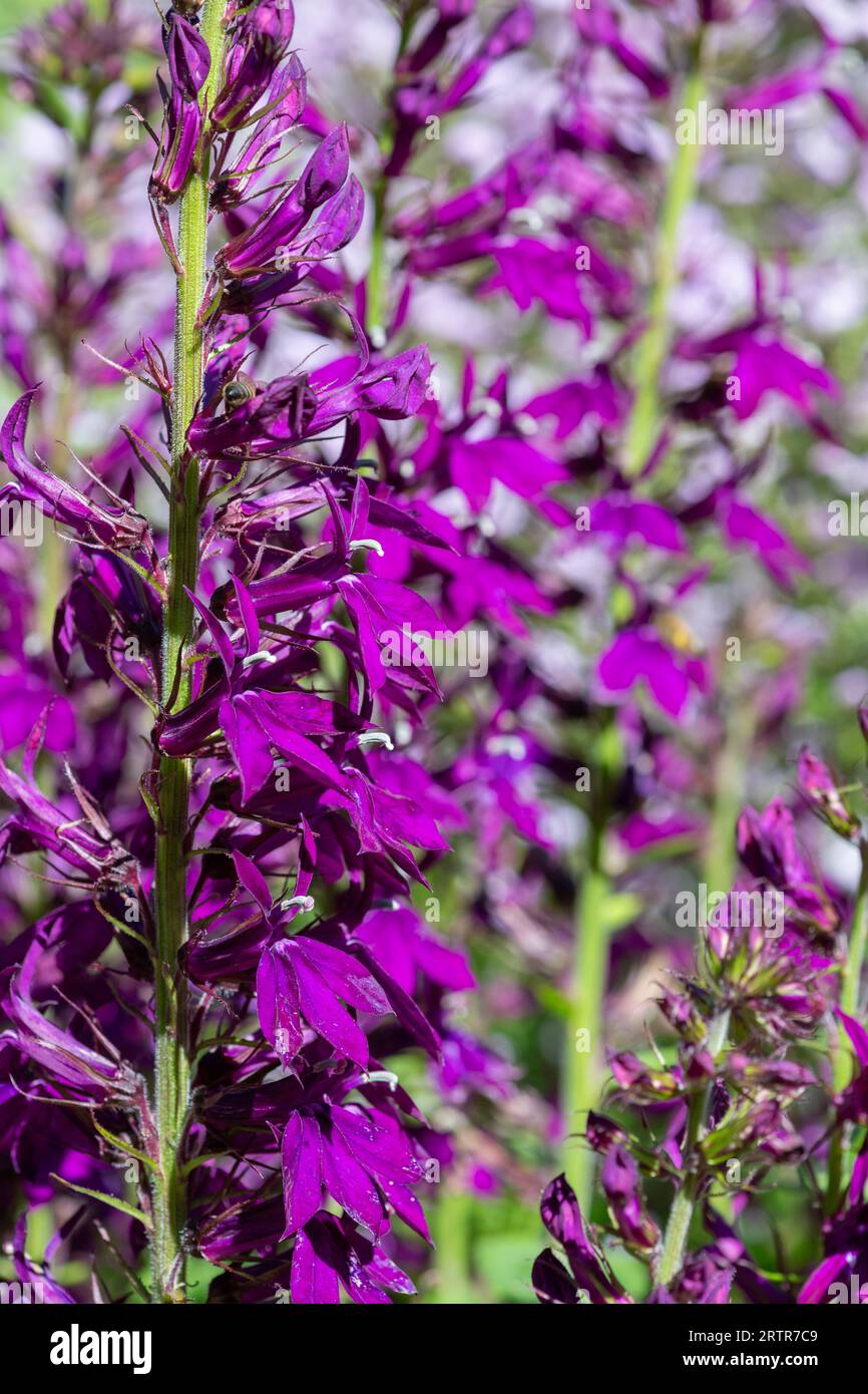 Close up of a purple cardinal flower (lobelia cardinalis) in bloom ...