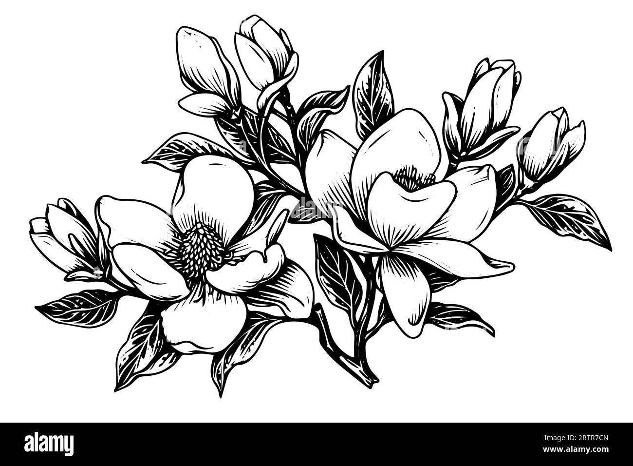 Hand drawn magnolia flower ink sketch. Engraving style vector ...