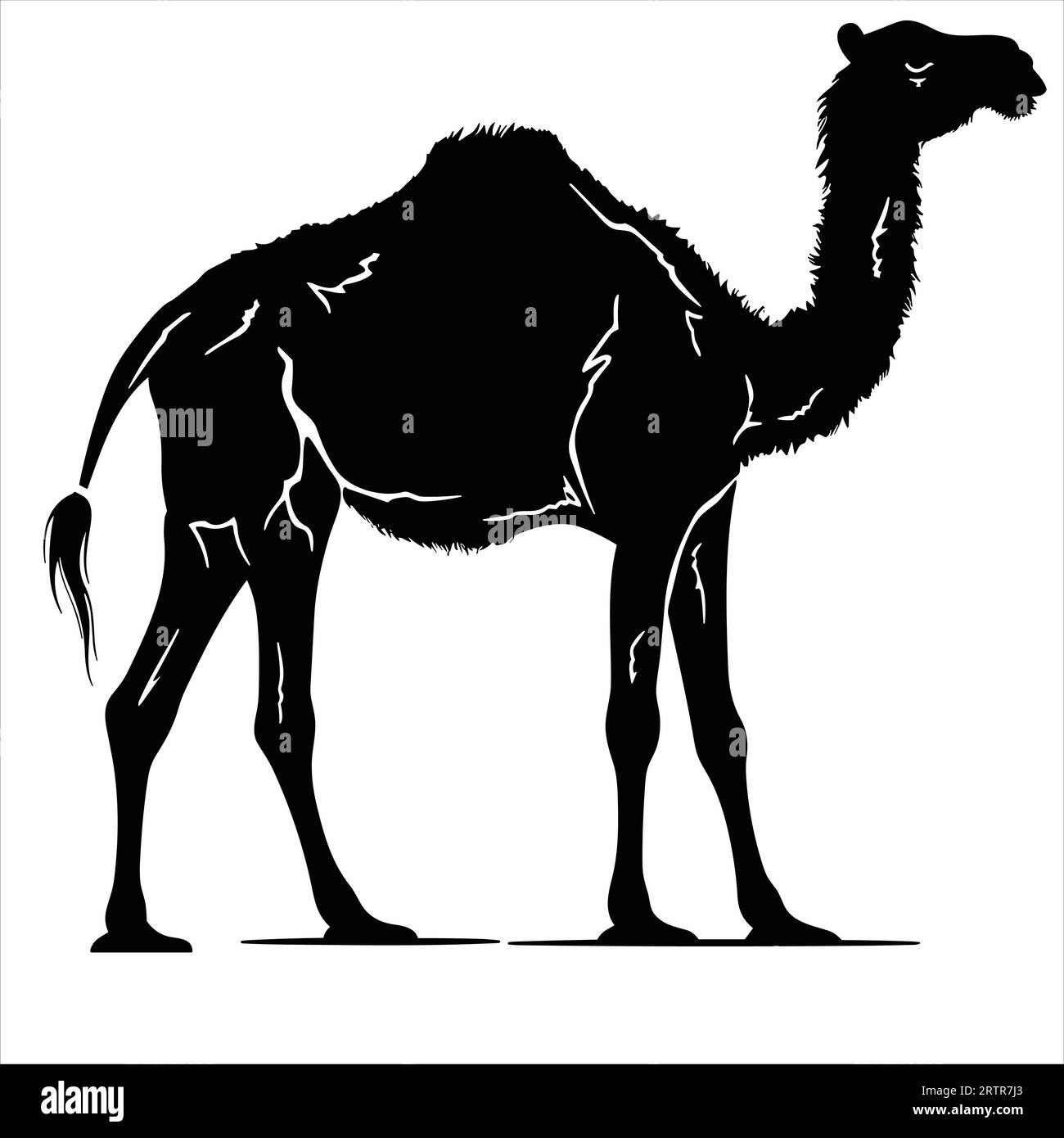 Simple vector camel hand drawn animal silhouette Stock Vector Image ...