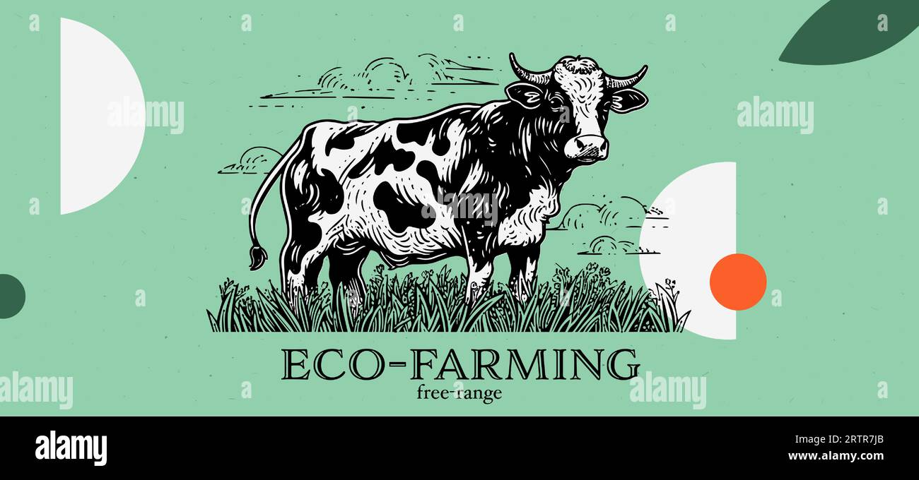 Cow grazes in the field. Vector hand drawn engraving style illustration ...