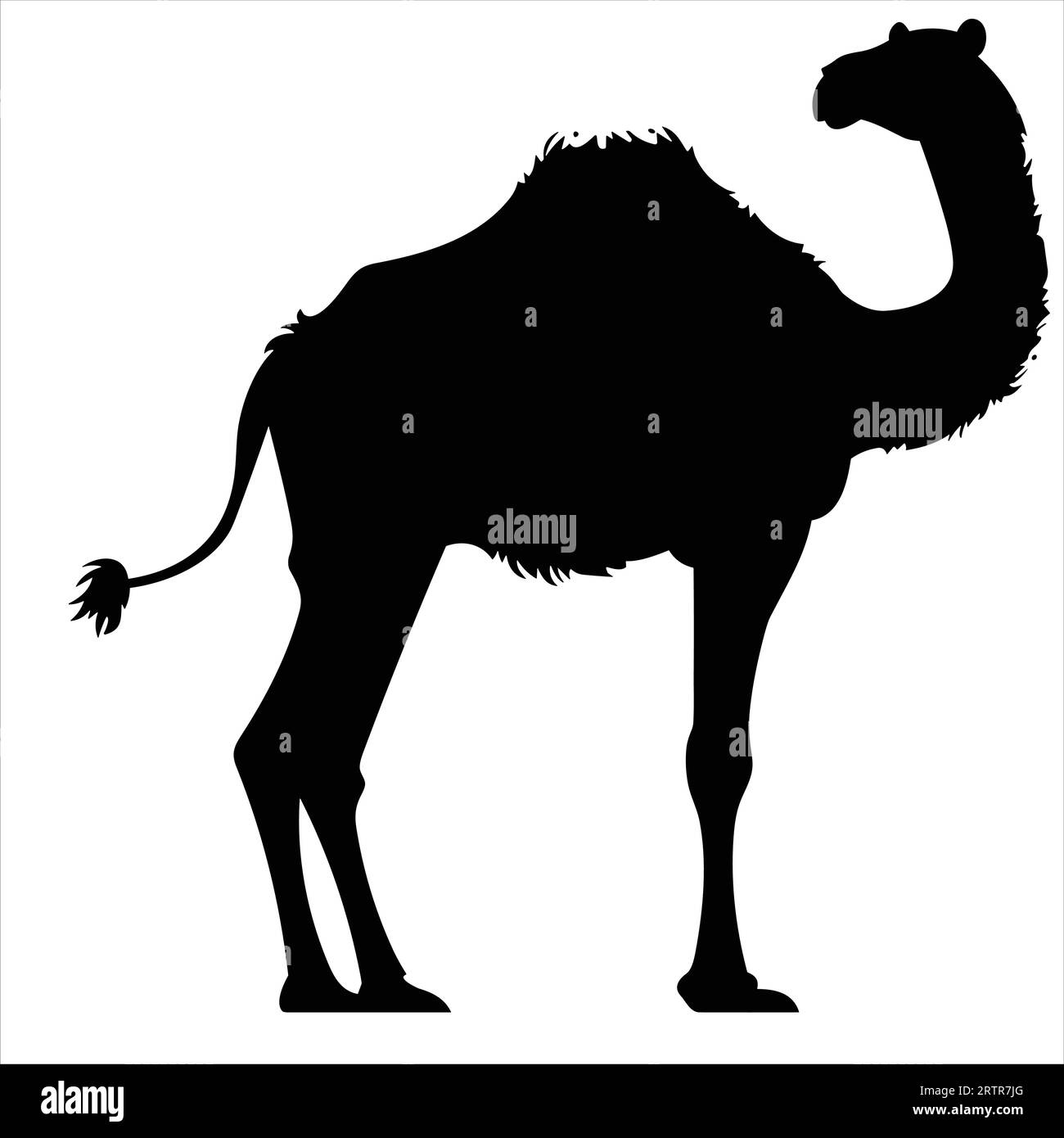 Simple vector camel hand drawn animal silhouette Stock Vector Image ...