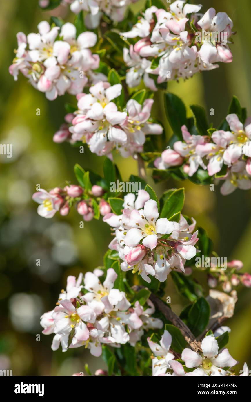 Escallonia langleyensis hi-res stock photography and images - Alamy