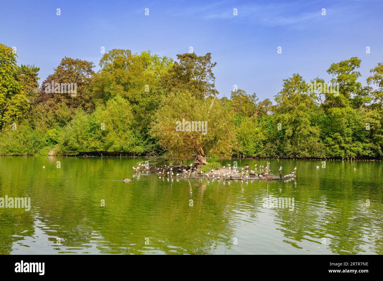 Scenic lake in a quiet country park in summer Stock Photo - Alamy