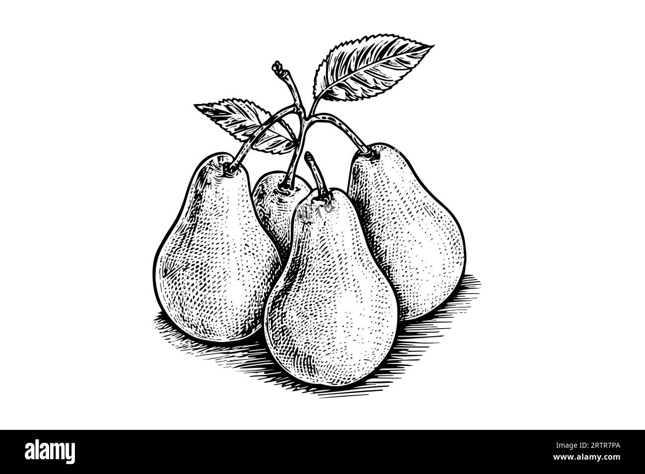 Set of pears. Ink sketch isolated on white background. Hand drawn ...
