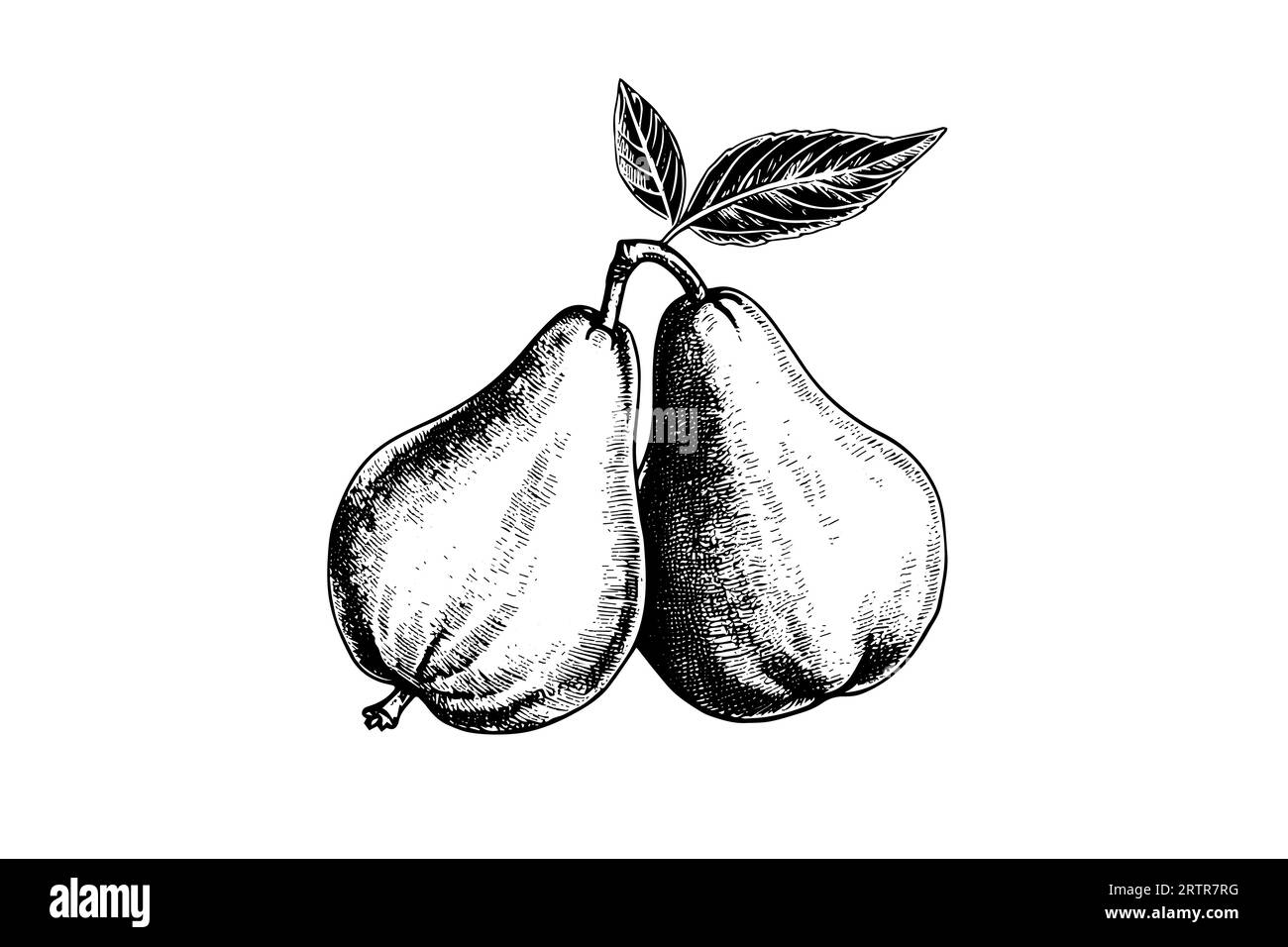 Set Of Pears Ink Sketch Isolated On White Background Hand Drawn Vector Illustration Stock