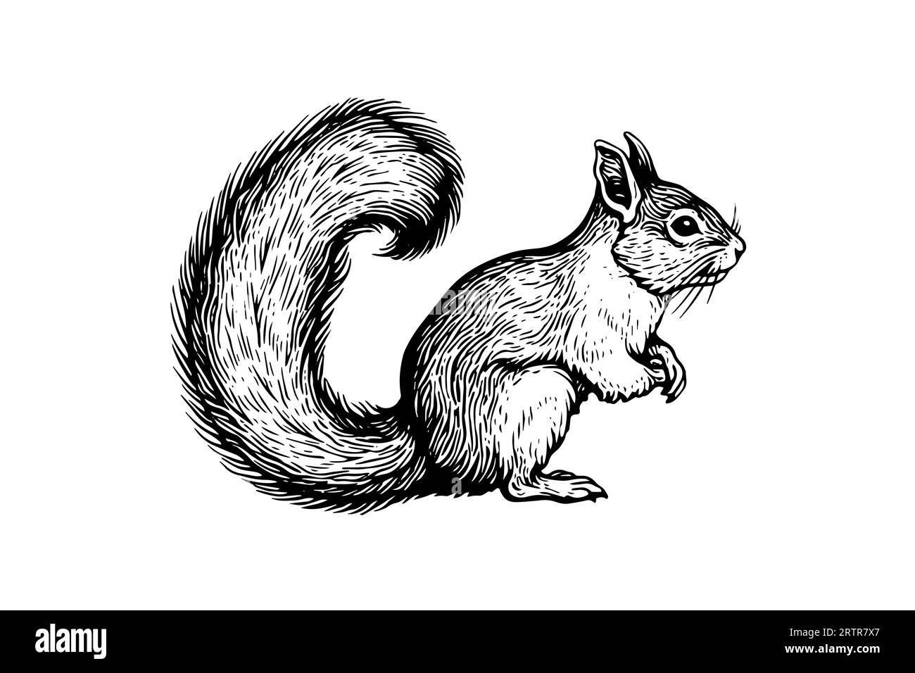 Squirrel sitting ink sketch hand drawn engraved style Vector ...