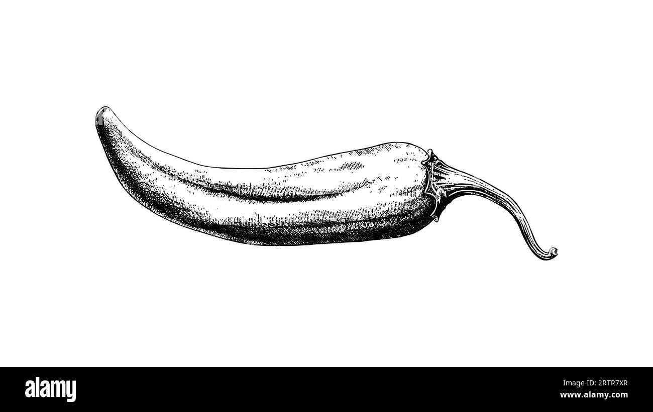Hand drawn engraving style pepper chilli illustration. Vintage hatching ...